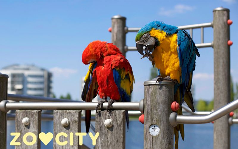 Izpadanje perja | ZOOCITY - ZOOCITY