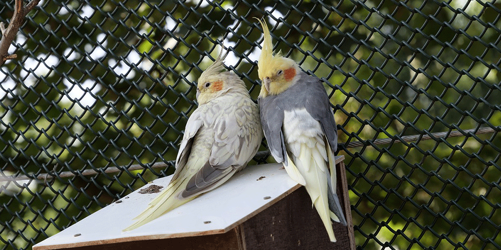 Bolezni nimfe – simptomi, diagnoza in zdravljenje | ZOOCITY - ZOOCITY